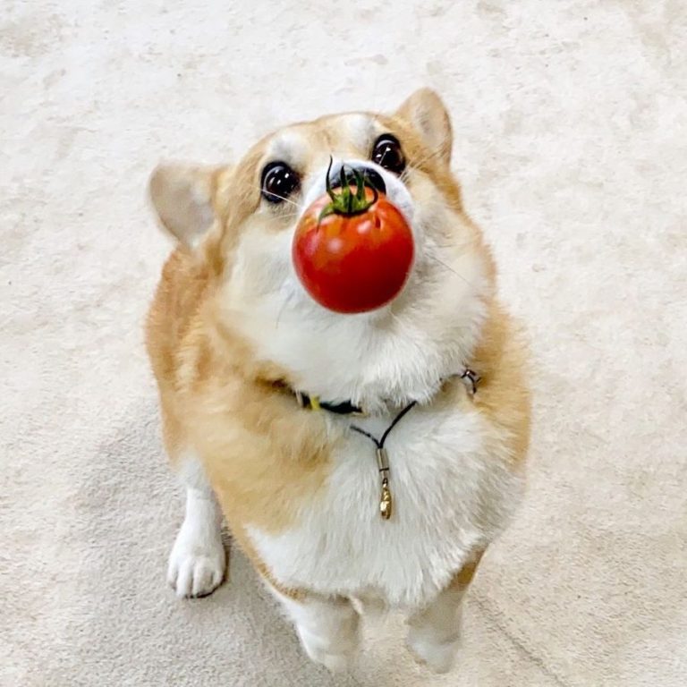 Gen The Corgi – An Instagram Celebrity