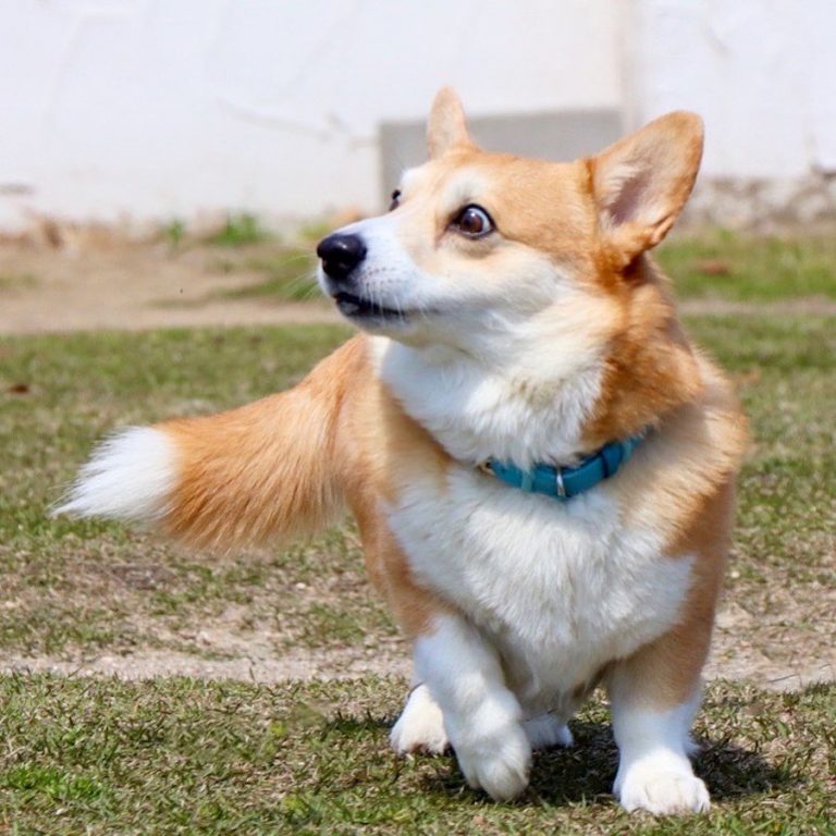 Gen The Corgi – An Instagram Celebrity