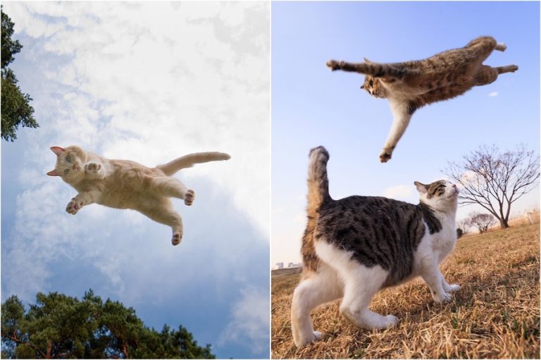 The Ultimate Flying Cats