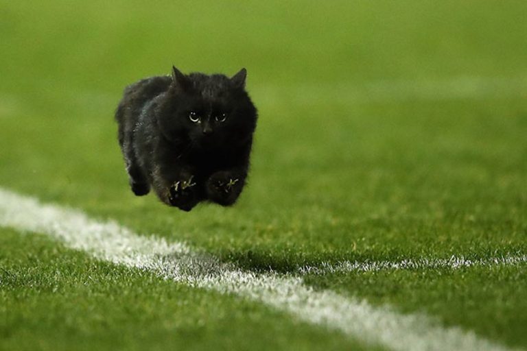 ≡ The Ultimate Flying Cats Brain Berries