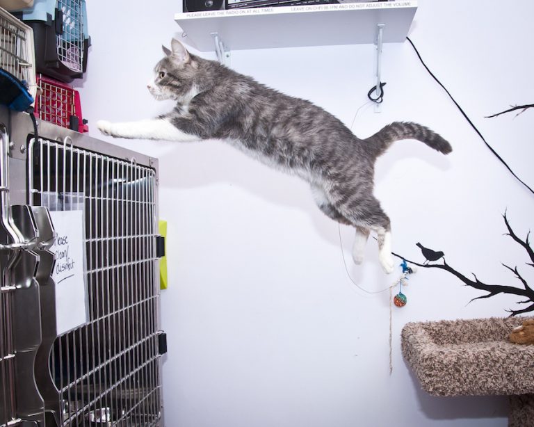 ≡ The Ultimate Flying Cats Brain Berries