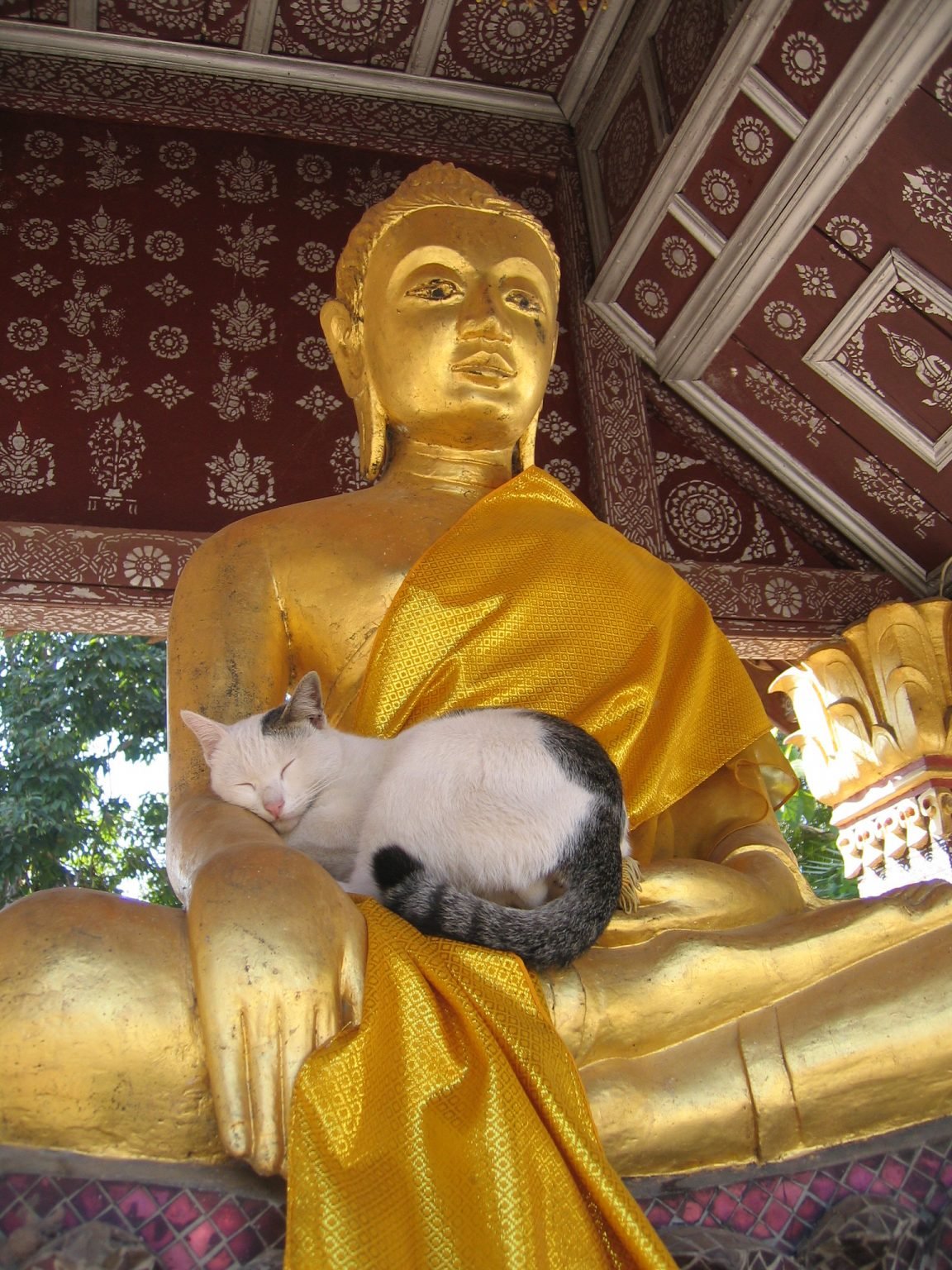 ≡ Cats in Places of Worship: They Still Don't Care Brain Berries