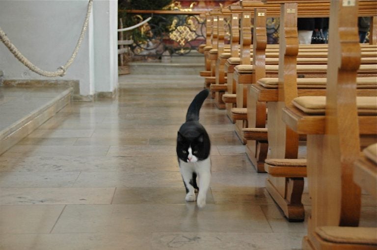 ≡ Cats in Places of Worship: They Still Don't Care Brain Berries