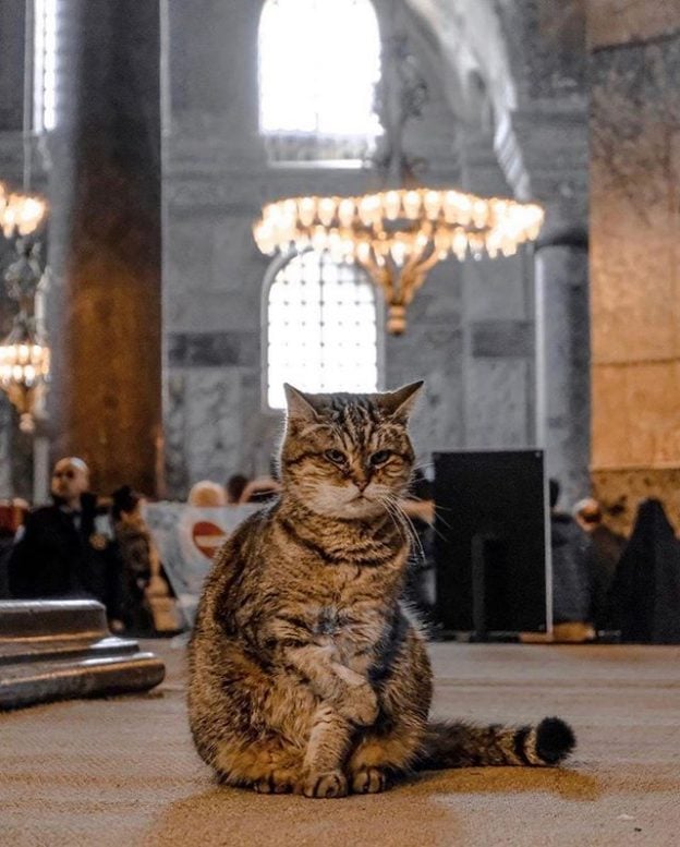 ≡ Cats in Places of Worship: They Still Don't Care Brain Berries
