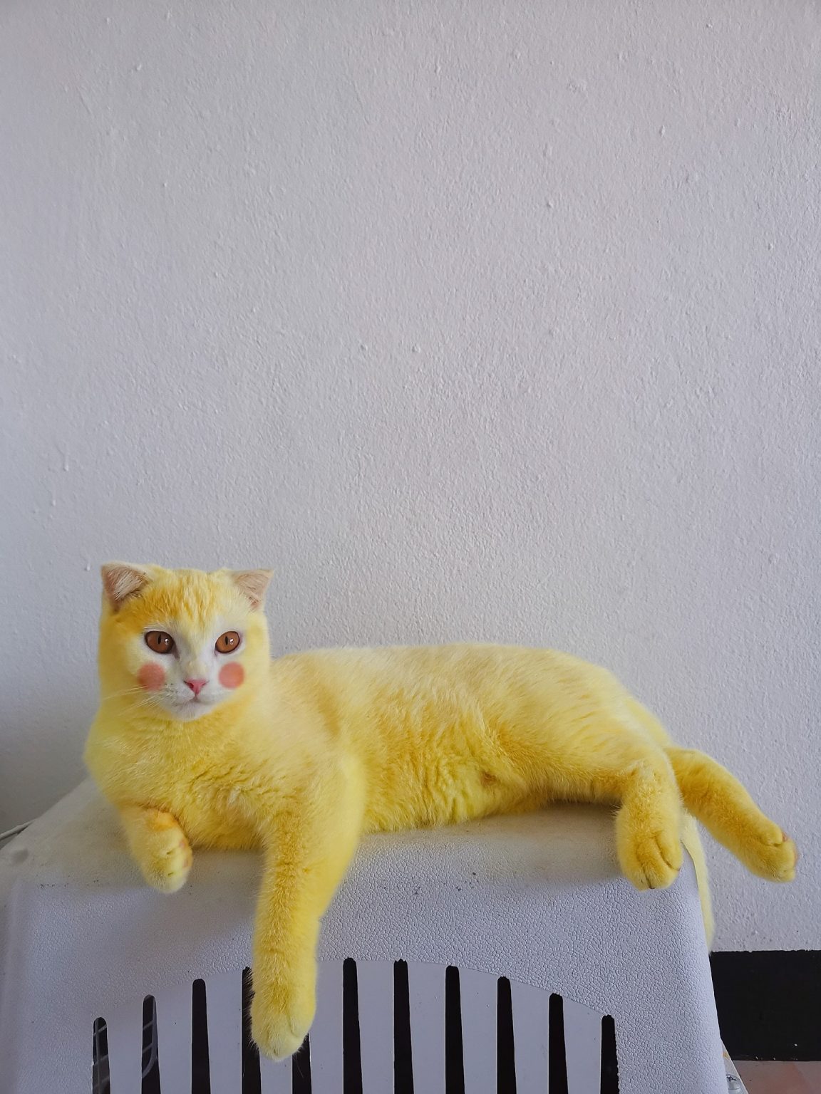≡ Thai Lady Turned Her Cat Yellow Trying To Save Its Life! Brain Berries