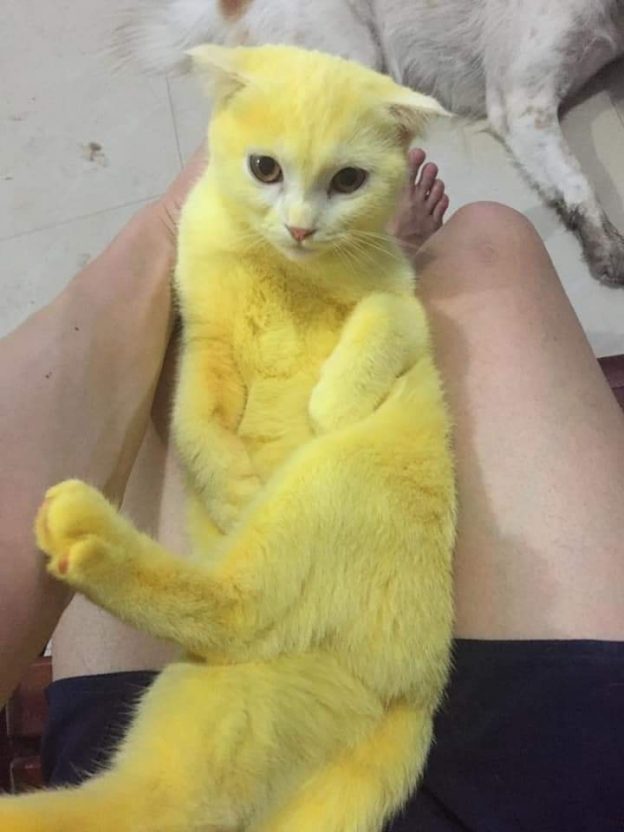 ≡ Thai Lady Turned Her Cat Yellow Trying To Save Its Life! Brain Berries