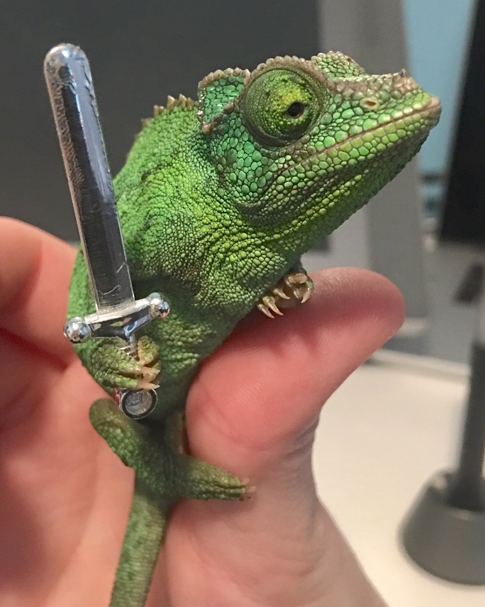 ≡ Chameleons Holding Tiny Weapons Is The Best Thing To Come Out Of 2020 ...