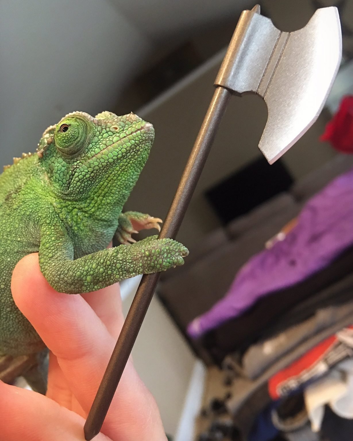 ≡ Chameleons Holding Tiny Weapons Is The Best Thing To Come Out Of 2020 ...