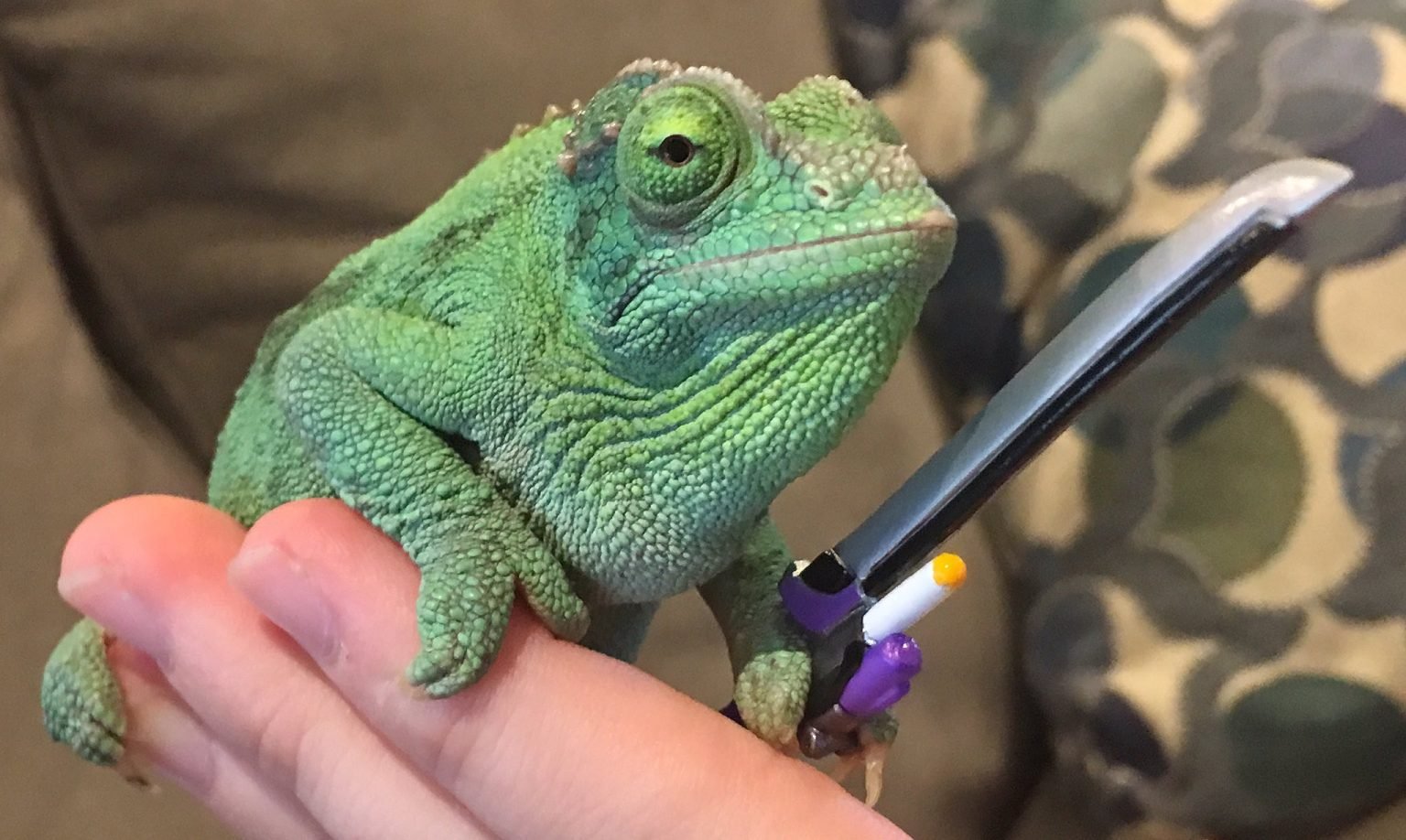 Chameleons Holding Tiny Weapons Is The Best Thing To Come Out Of 2020