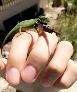 ≡ Chameleons Holding Tiny Weapons Is The Best Thing To Come Out Of 2020 ...