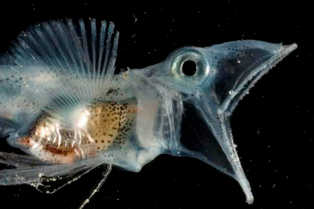 ≡ 14 Weirdest See-Through Animals Brain Berries