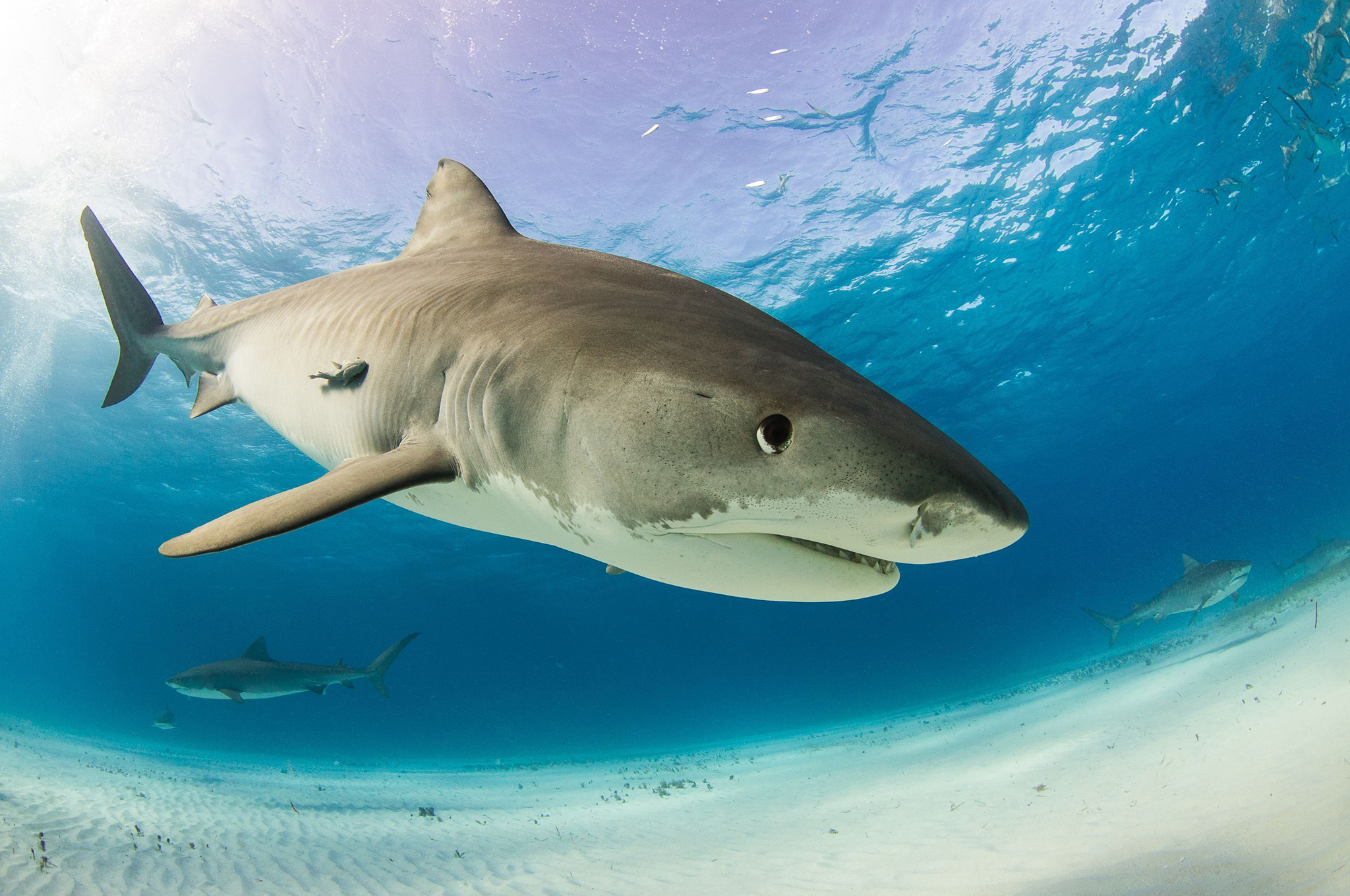 Makhluk Mengerikan Ditemukan di Segitiga Bermuda!