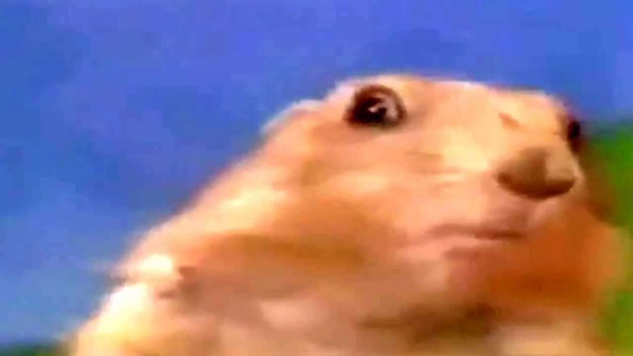 Top 13 Most Viral Memes Of All Time