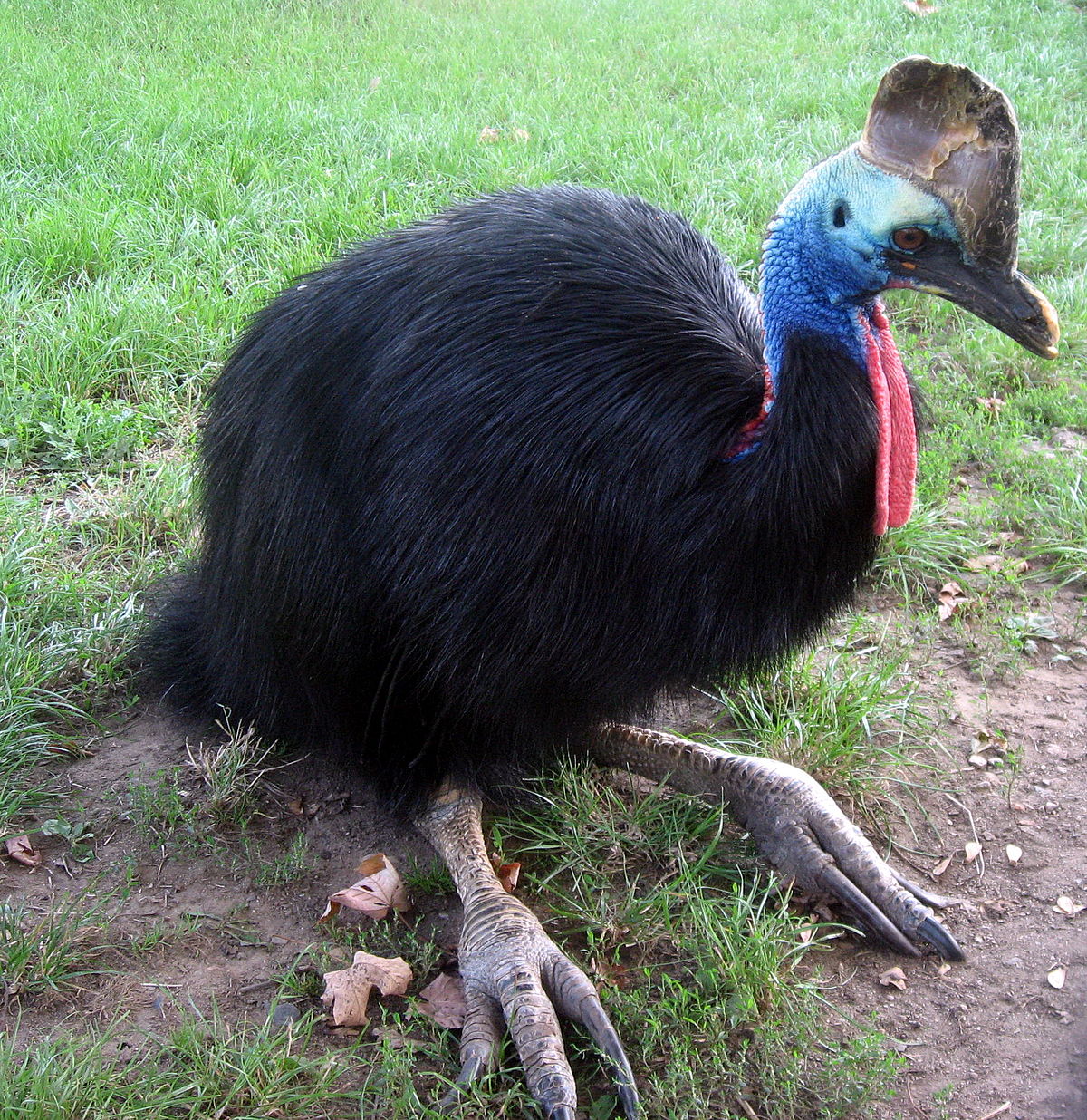 Meet the World’s Most Dangerous Bird: The Cassowary