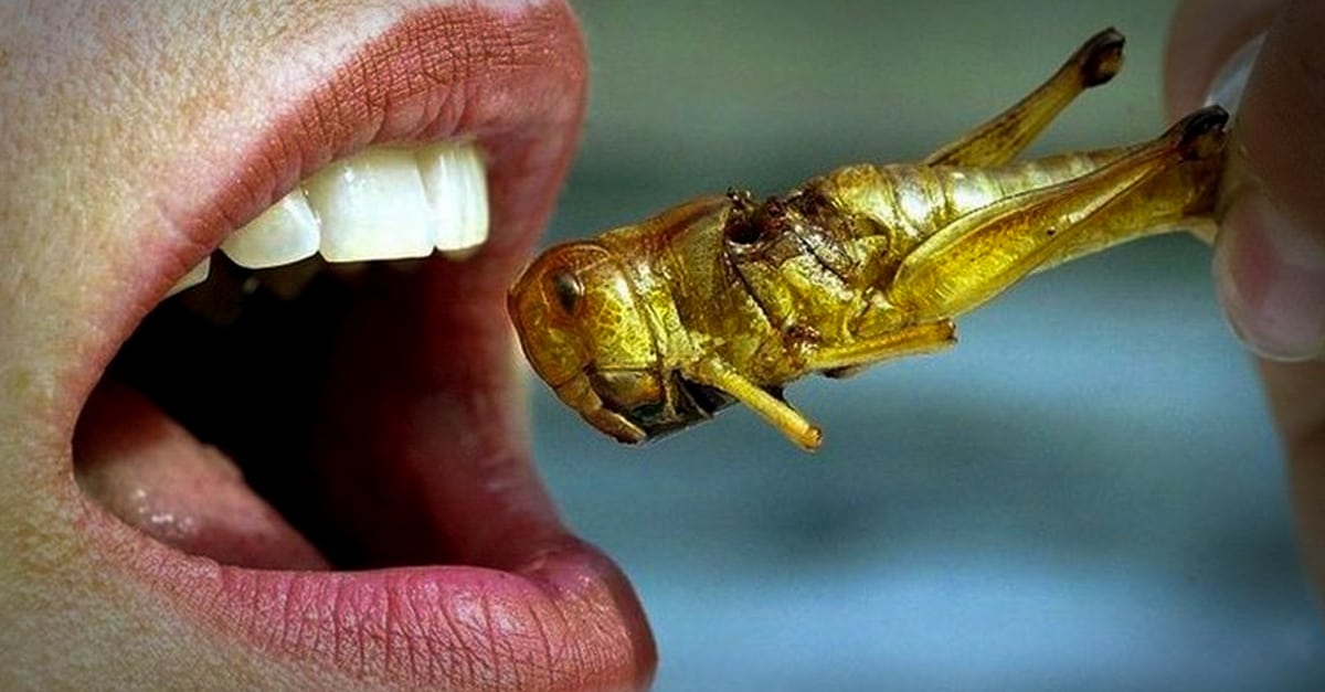 ≡ Os benefícios de incluir insetos na sua alimentação Brain Berries