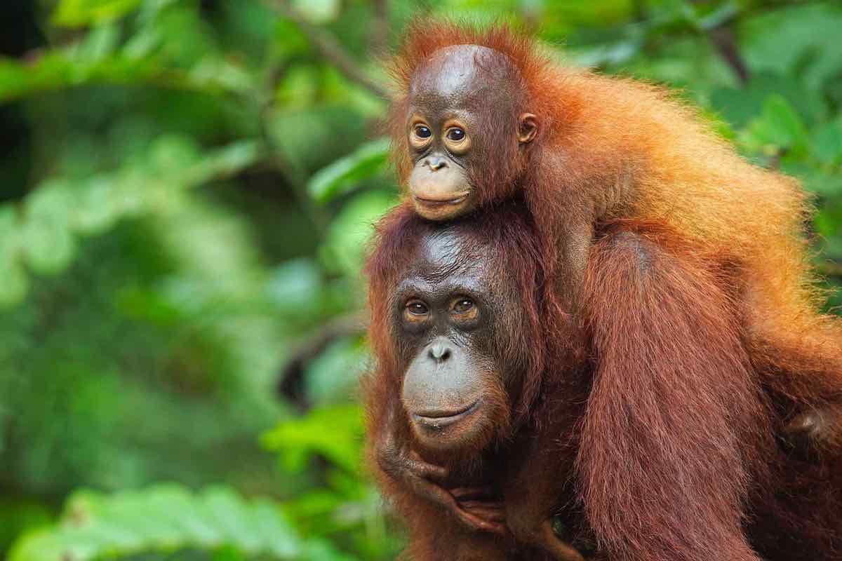 ≡ Animals That Self-Medicate to Stay Healthy Brain Berries