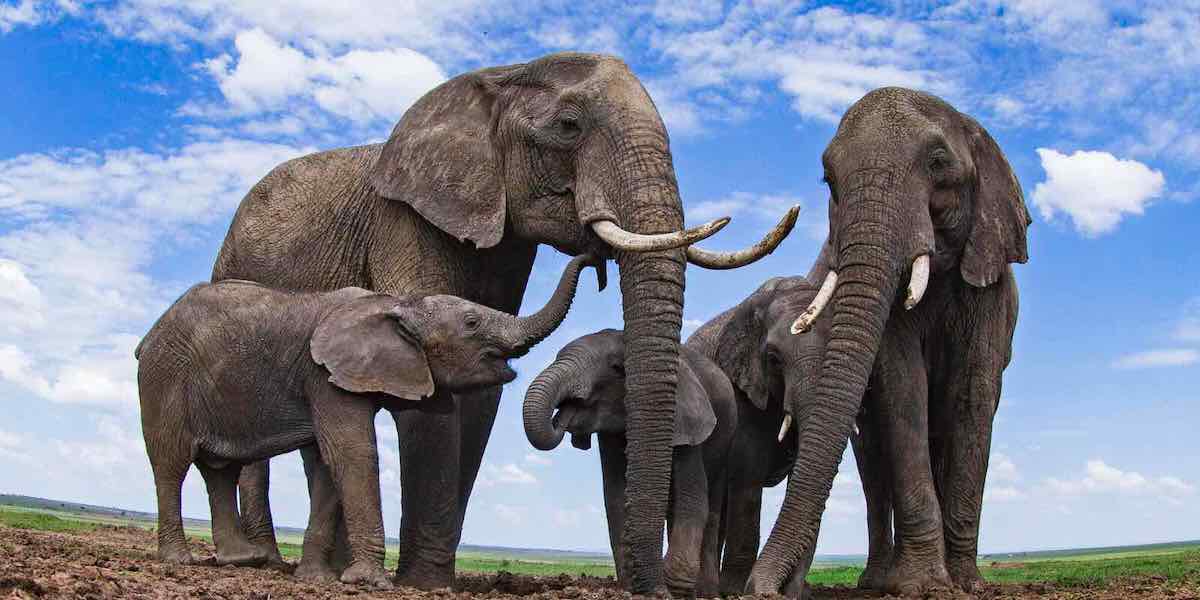 ≡ Animals That Self-Medicate to Stay Healthy Brain Berries