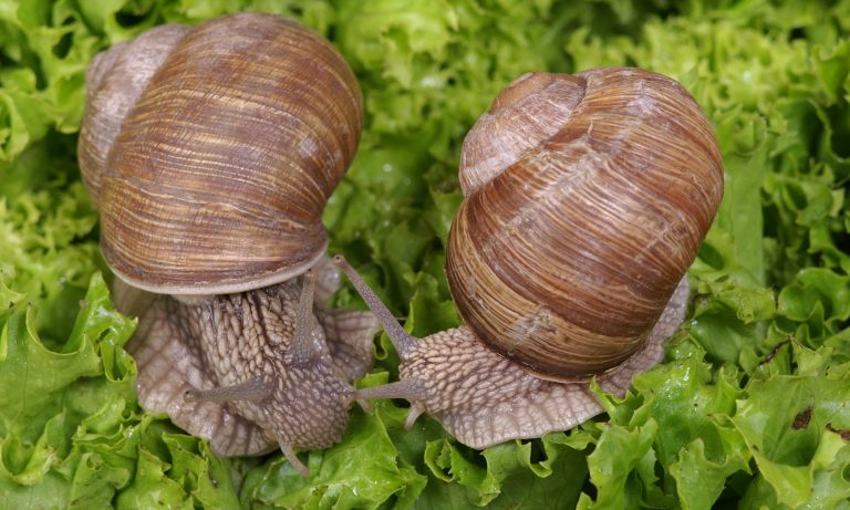≡ 9 Most Bizarre Farms on the Planet Brain Berries