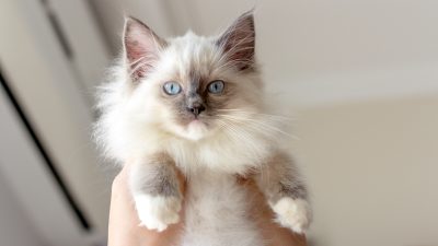 The Cutest Cat Breed for Each Zodiac Sign