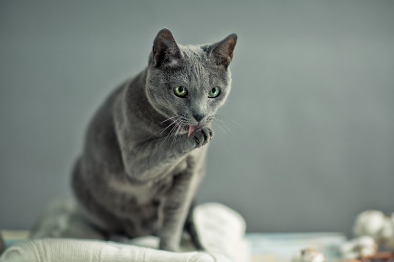 ≡ The Cutest Cat Breed for Each Zodiac Sign Brain Berries