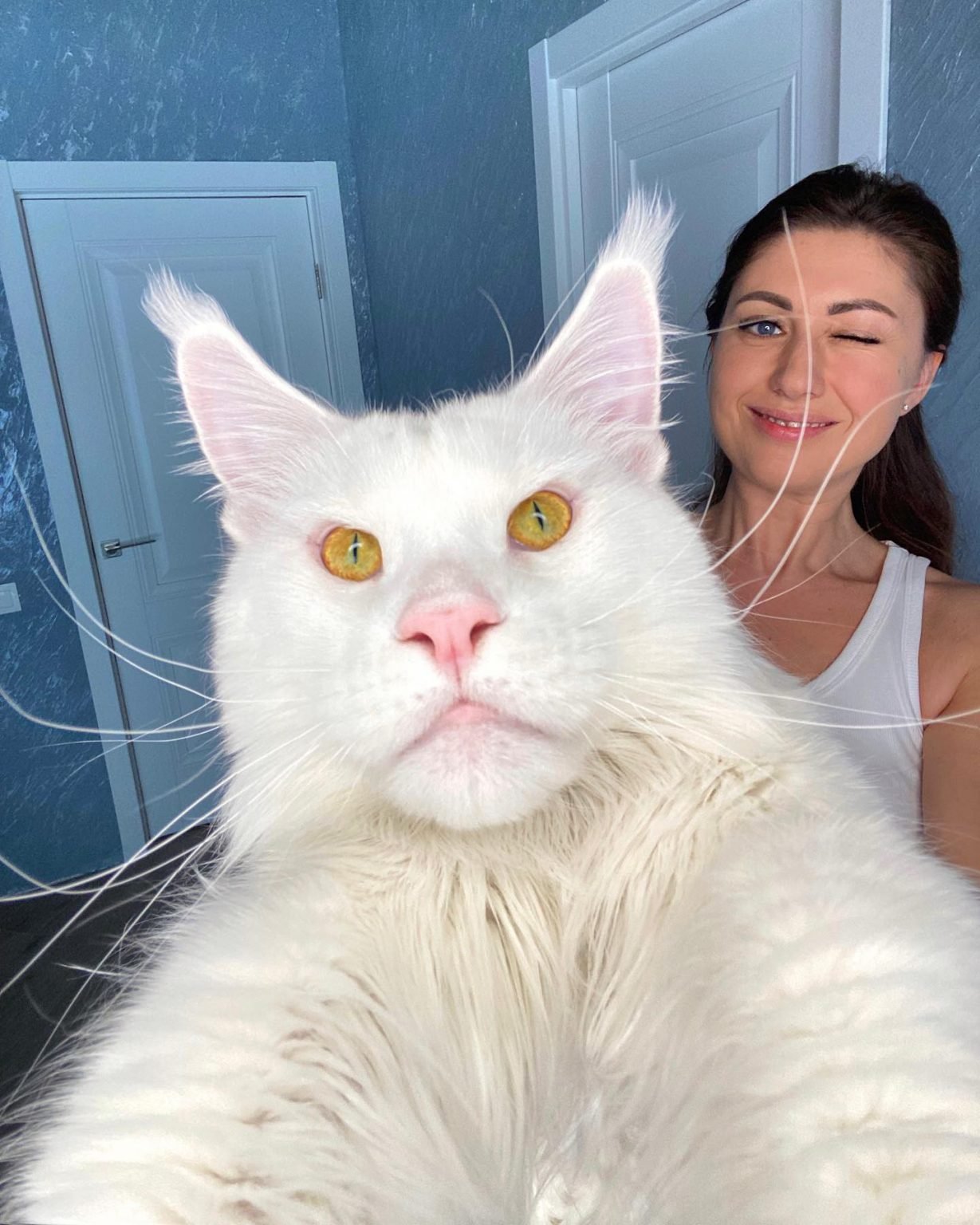 ≡ Meet Kefir, The Biggest Maine Coon in the World Brain Berries