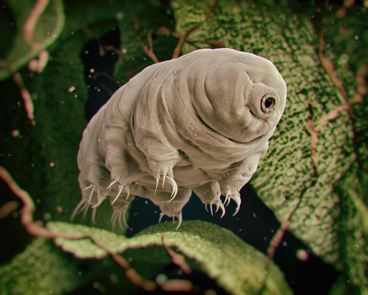 ≡ Top 13 Reasons Tardigrades Are Super Animals Brain Berries
