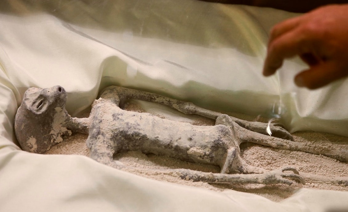 Mexican Authorities Revealed Two So-Called Aliens to The Public