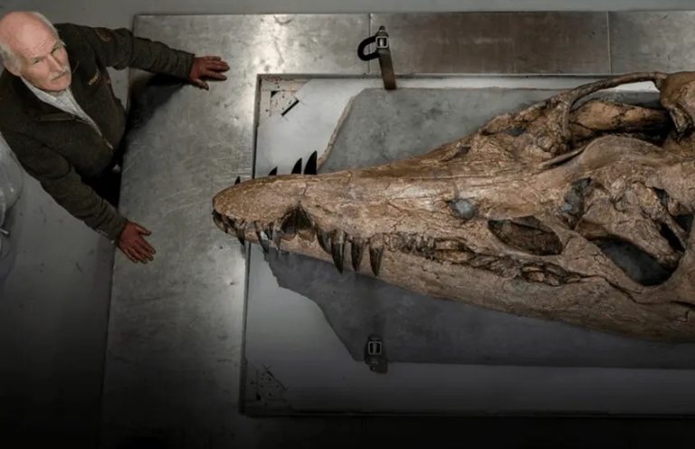 Huge Skull of a Prehistoric Sea Monster Discovered in the UK
