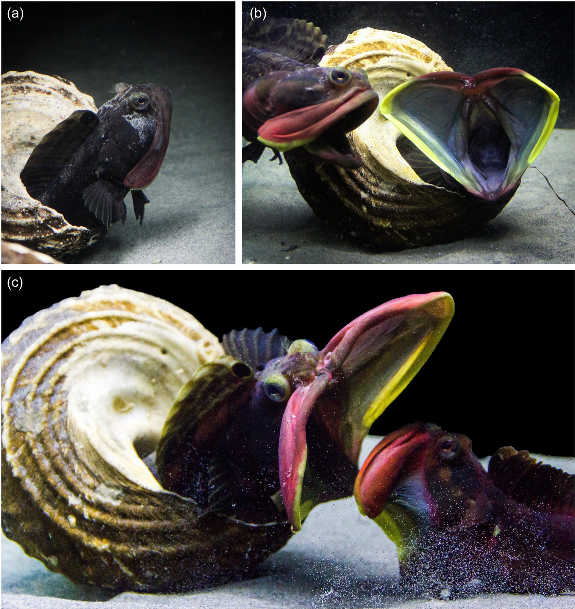 10 Bizarre Deep Sea Creatures That Will Haunt Your Nightmares