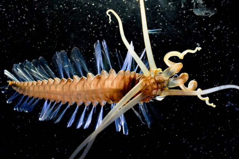 10 Bizarre Deep Sea Creatures That Will Haunt Your Nightmares