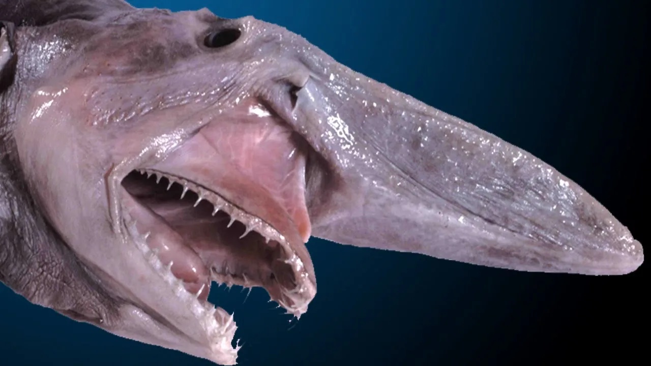 10 Bizarre Deep Sea Creatures That Will Haunt Your Nightmares