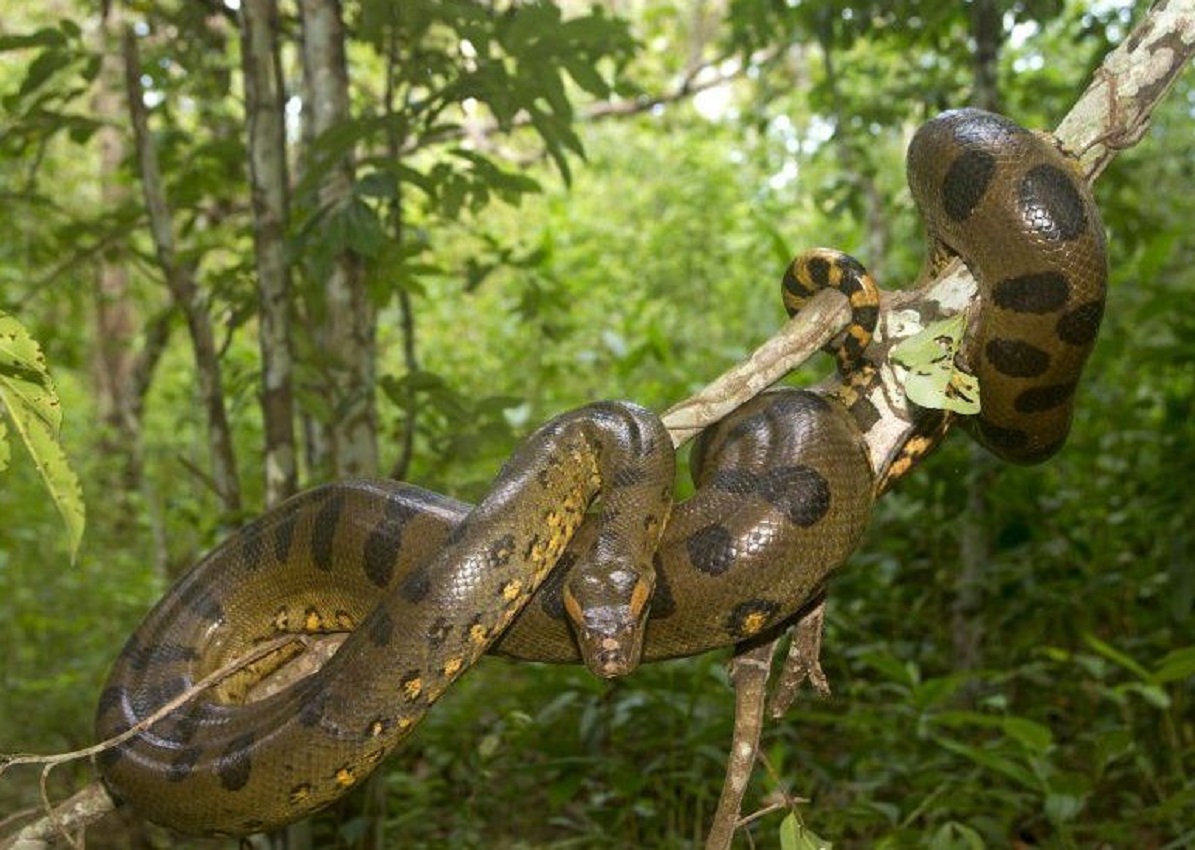 Que vivrait une personne si elle était attaquée par un anaconda