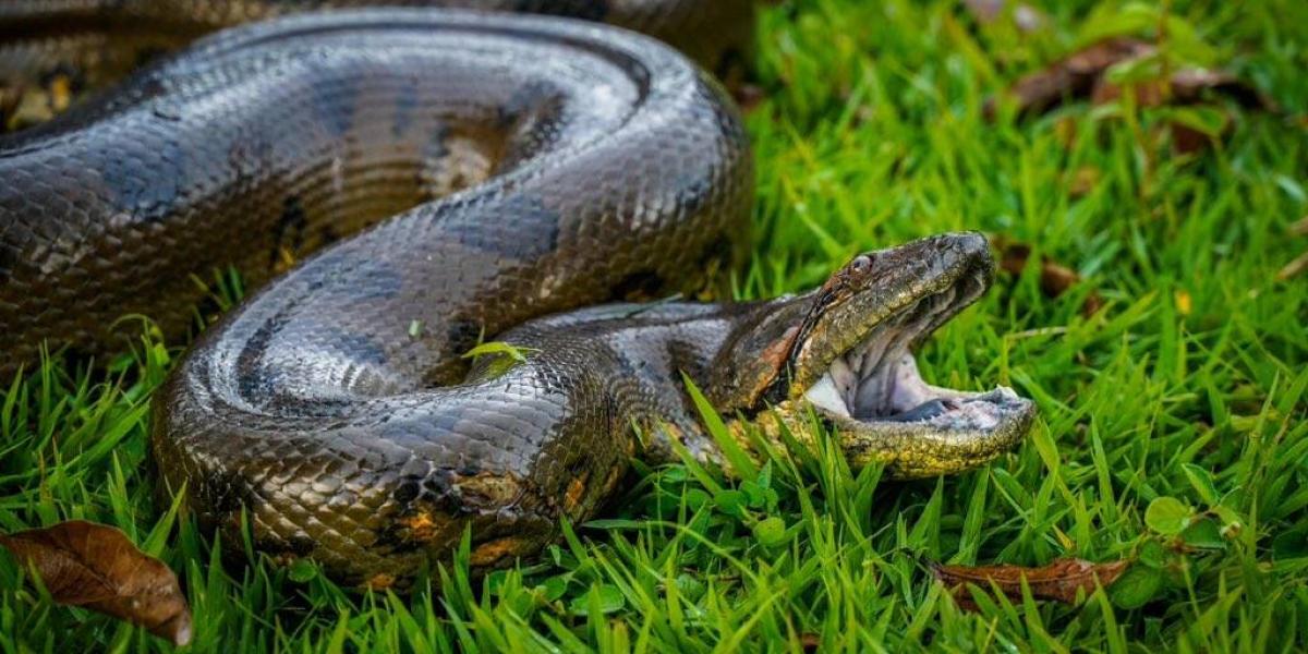 ¿Qué experimentarías si te ataca una anaconda y qué puedes hacer?