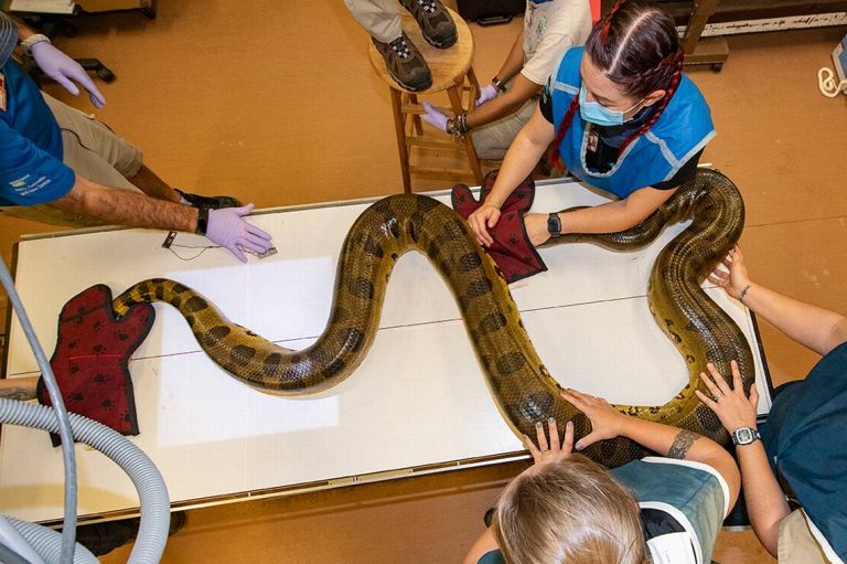 ¿Qué experimentarías si te ataca una anaconda y qué puedes hacer?