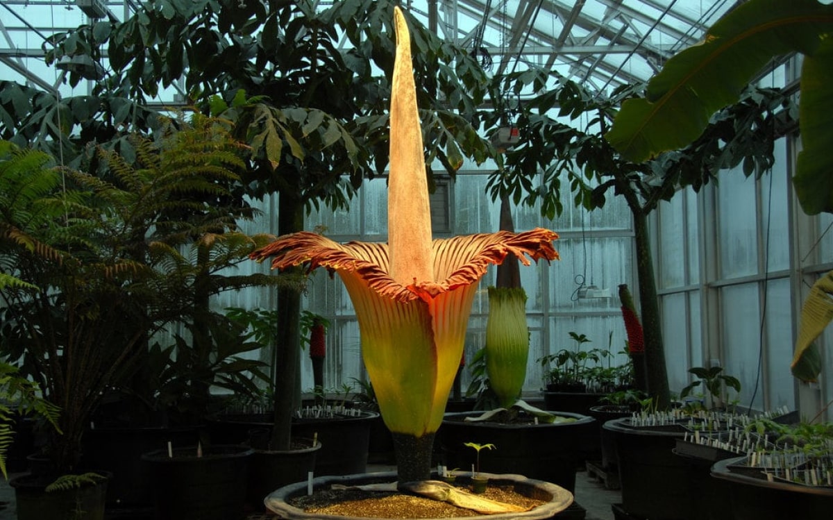 Top 10 Most Wicked-Looking Flowers in the World