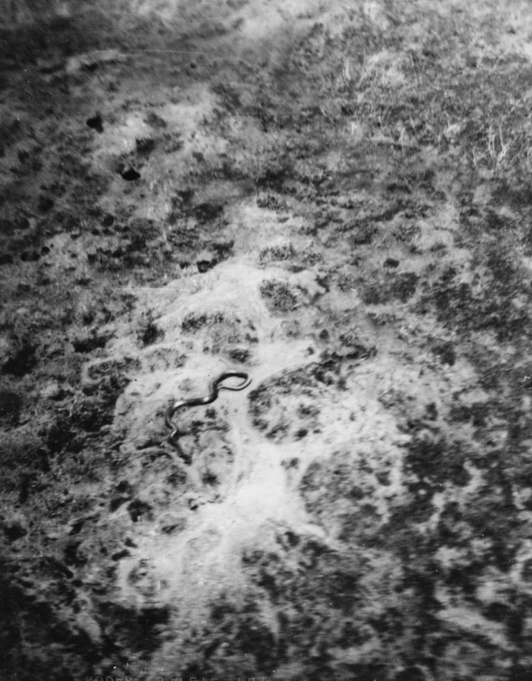 The Enigma of the Giant Congo Snake: Fact or Fiction?