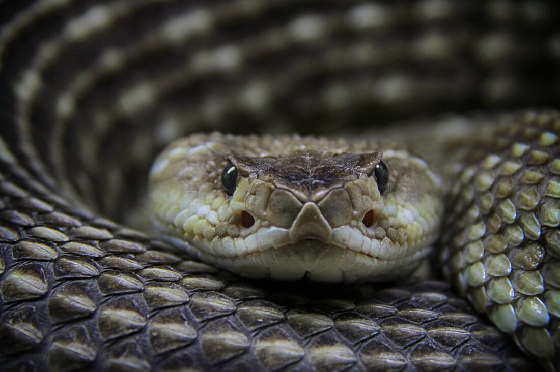 What Happens When a Venomous Snake Bites Its Own Tail?