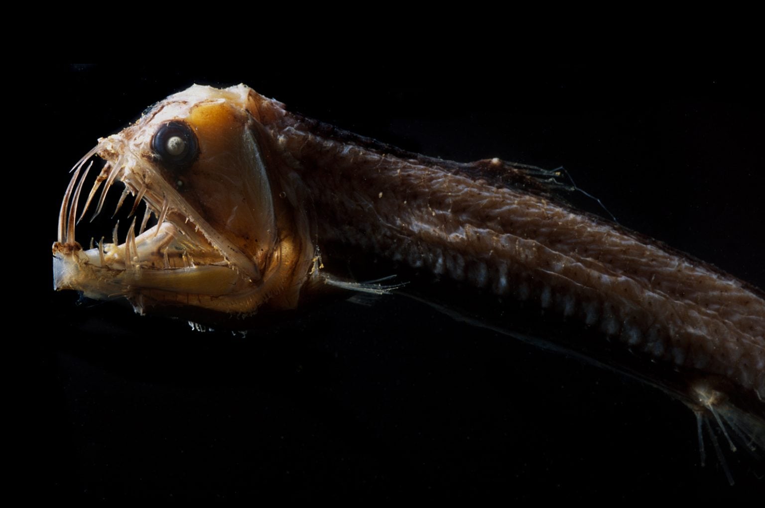 8 Horrifying Sea Creatures That Shouldn’t Exist