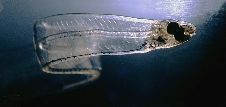 15 Astonishing Animals With Transparent Bodies