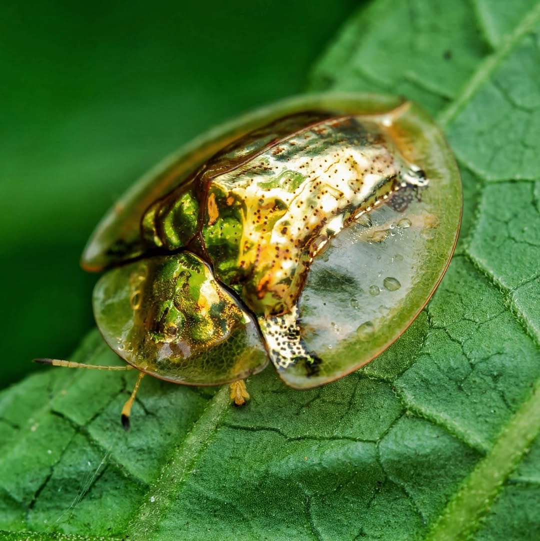 15 Astonishing Animals With Transparent Bodies