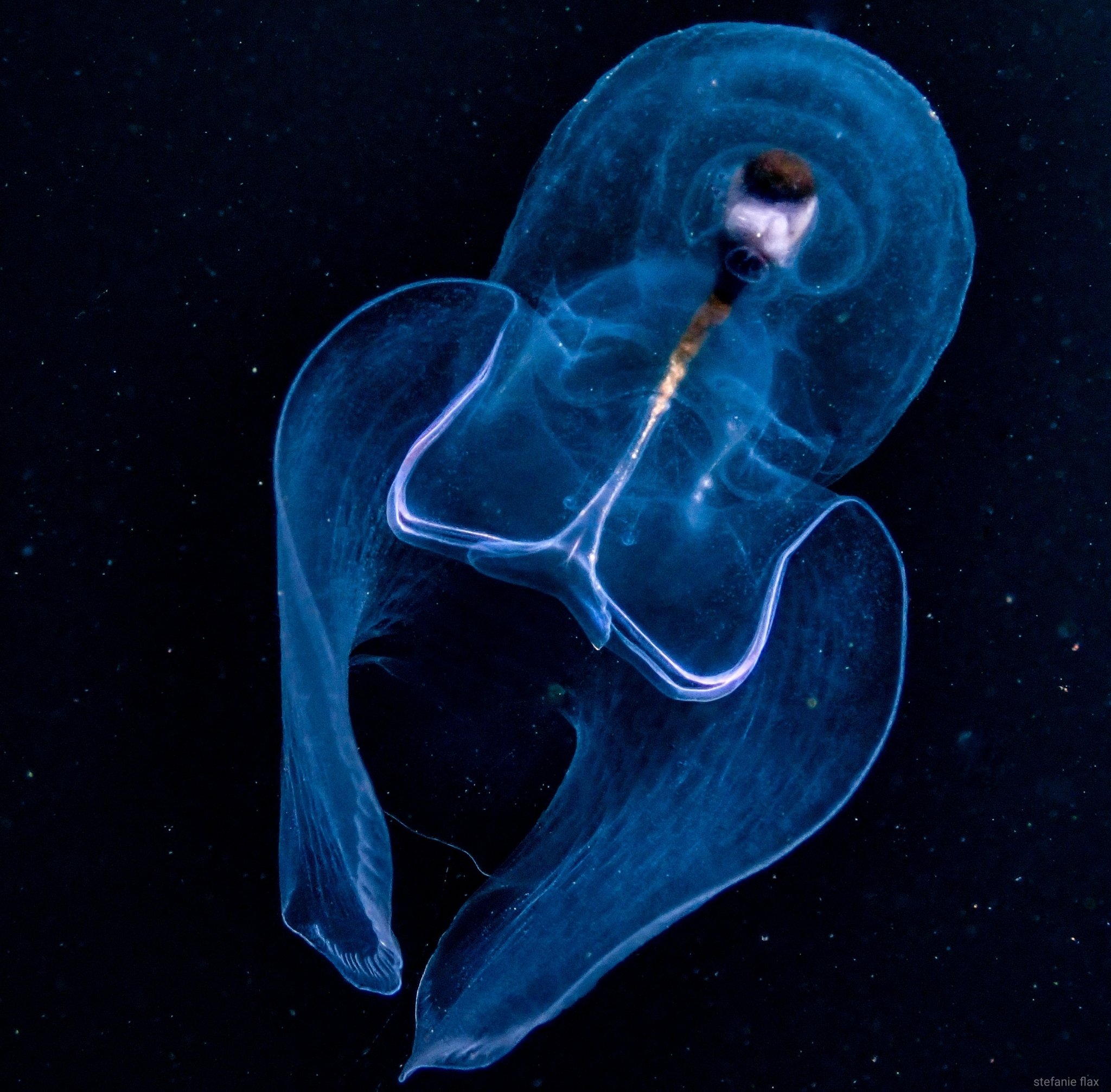 15 Astonishing Animals With Transparent Bodies