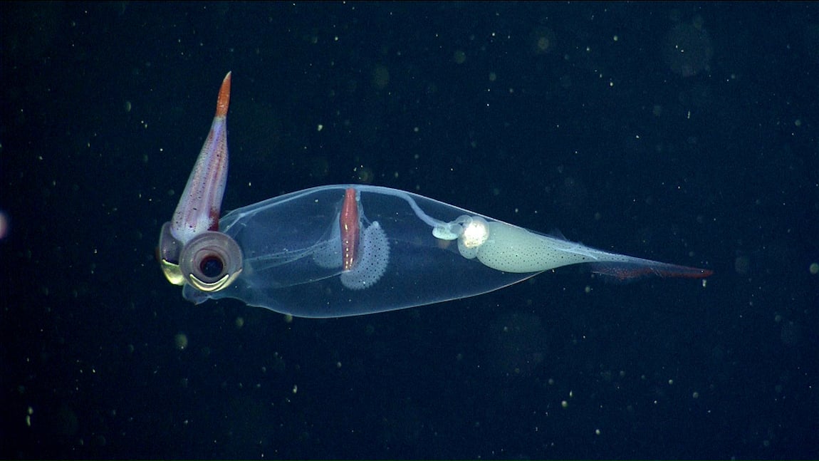 15 Astonishing Animals With Transparent Bodies