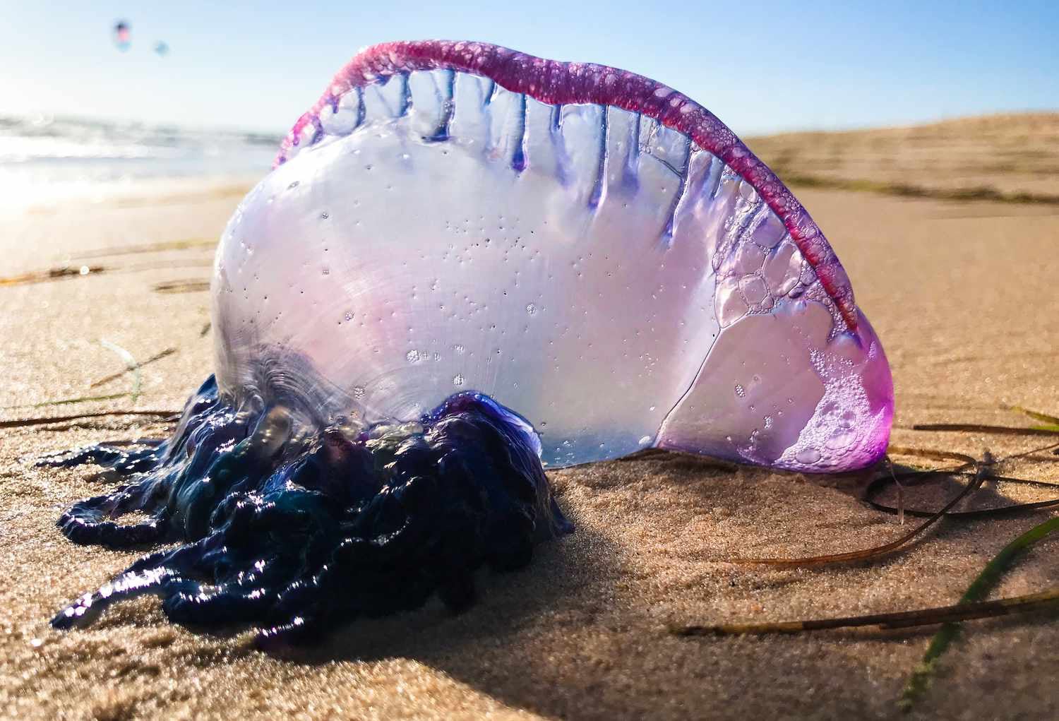 15 Astonishing Animals With Transparent Bodies