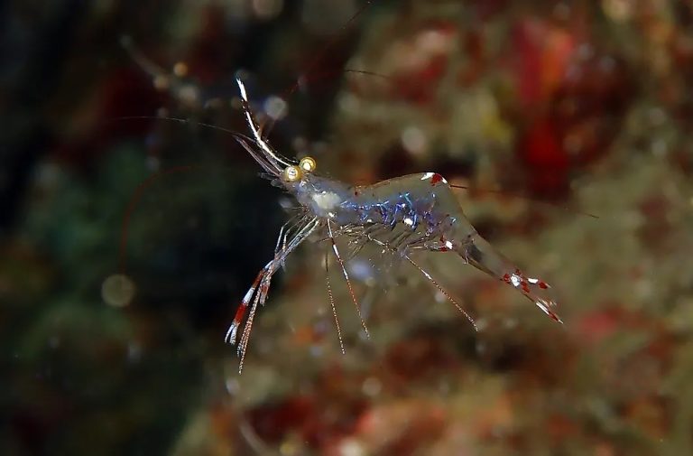 15 Astonishing Animals With Transparent Bodies