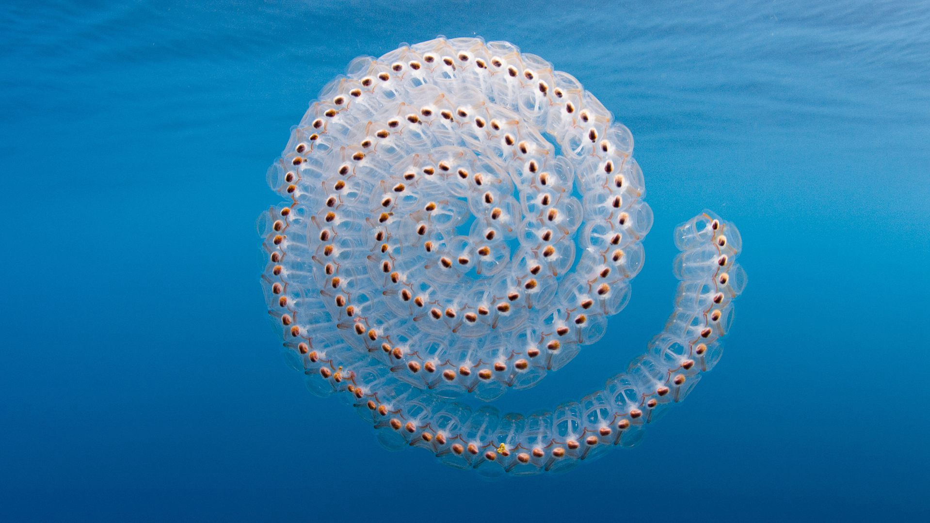 15 Astonishing Animals With Transparent Bodies