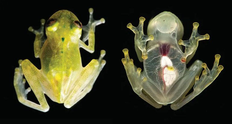 15 Astonishing Animals With Transparent Bodies