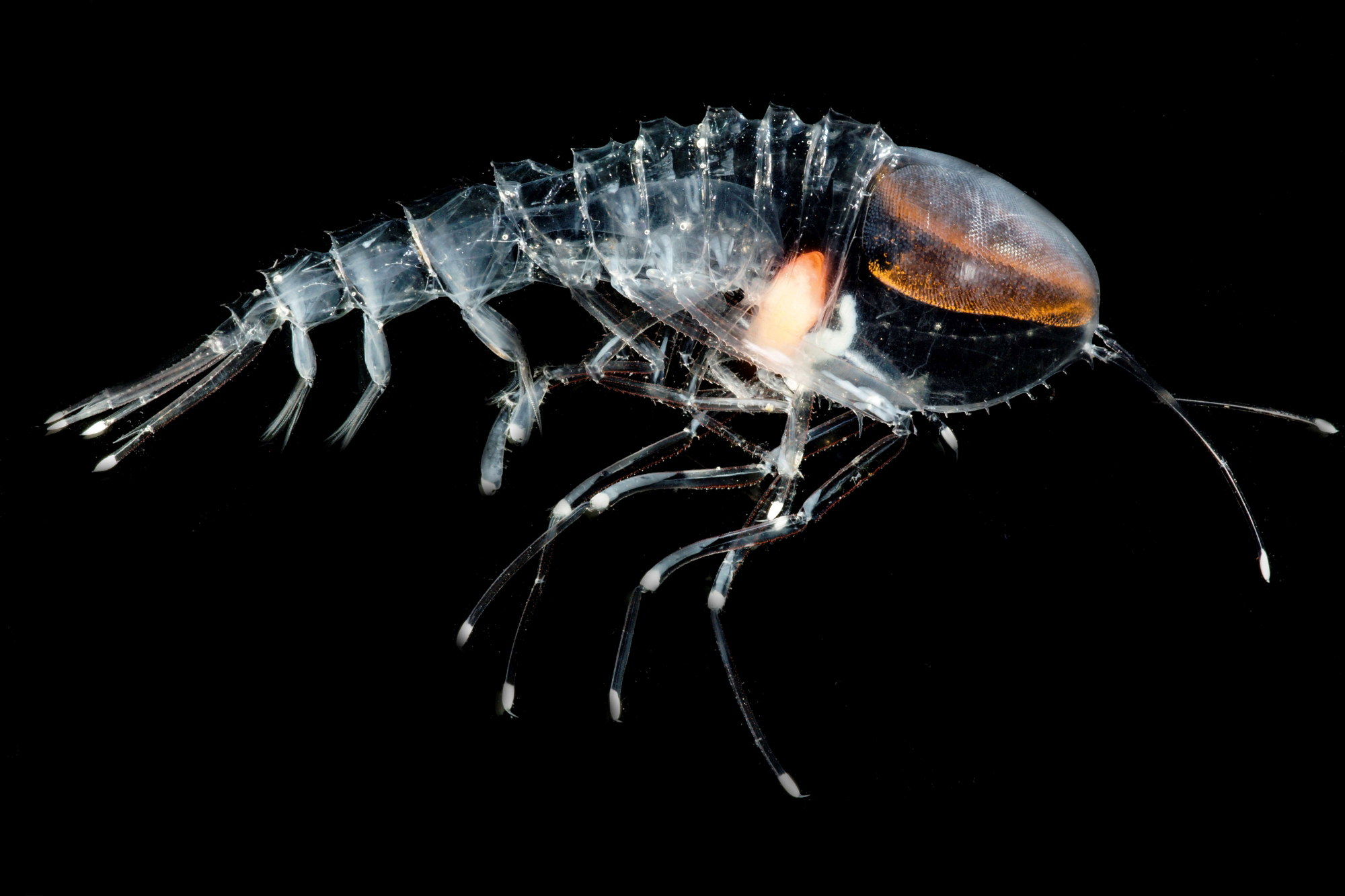 15 Astonishing Animals With Transparent Bodies