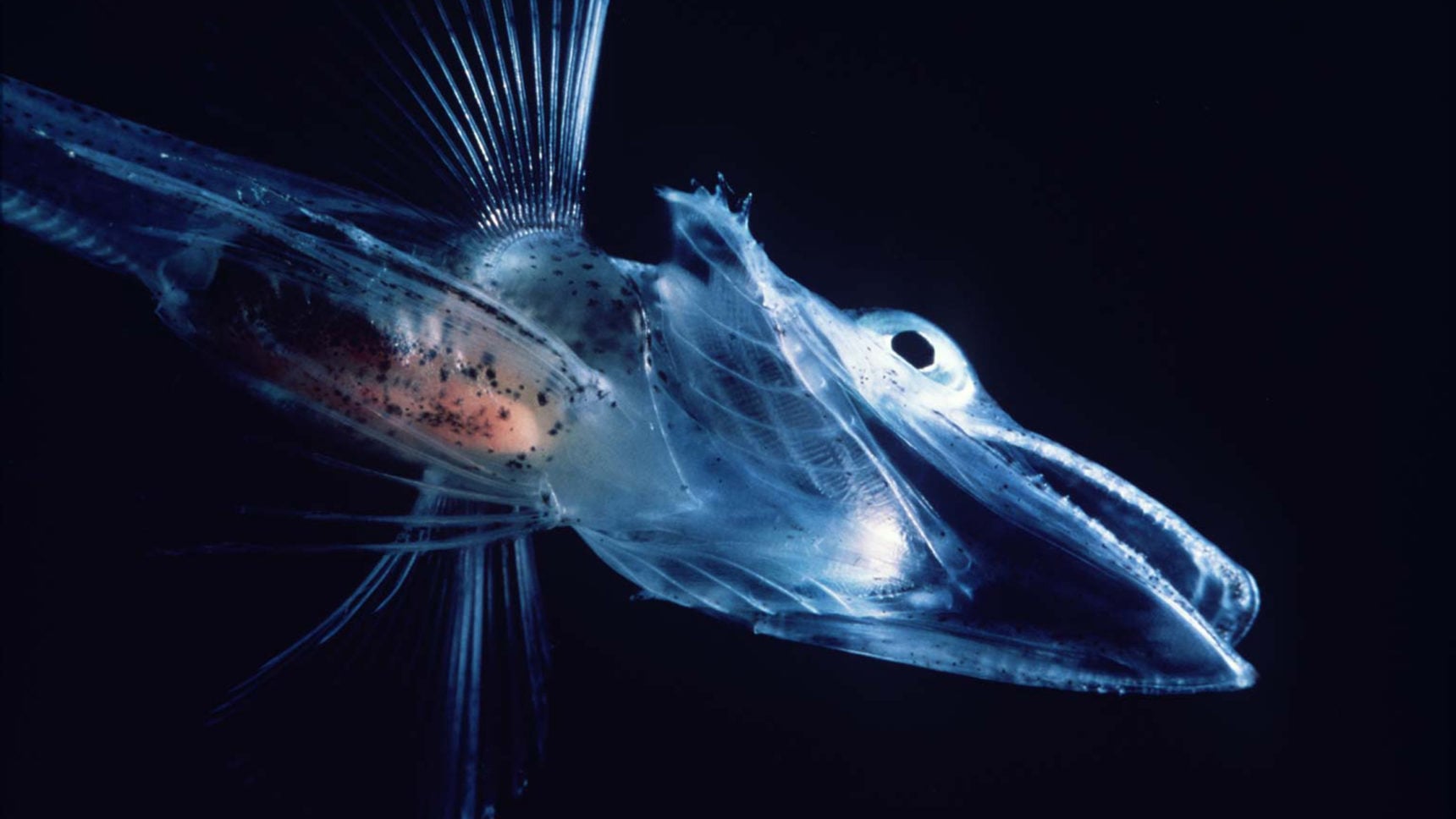 15 Astonishing Animals With Transparent Bodies
