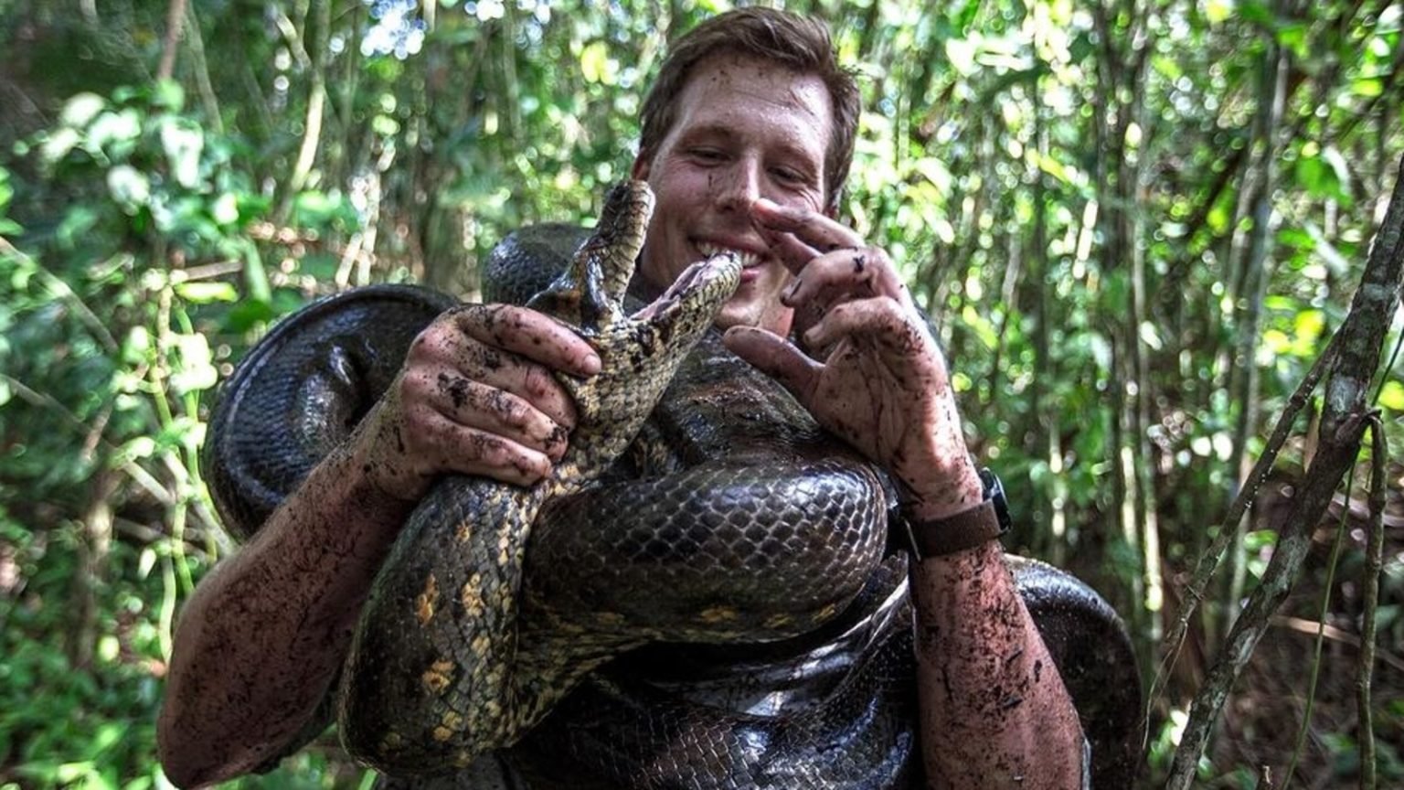 The Biggest Snakes Ever Recorded—Fact vs. Fiction