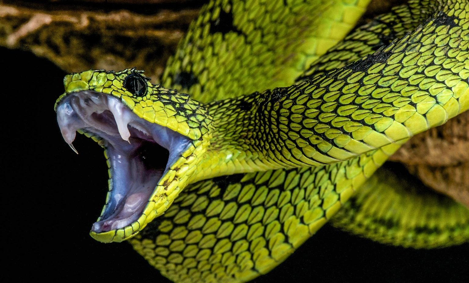 The Science of Super-Sized Snakes: Why Do Some Species Grow So Big?